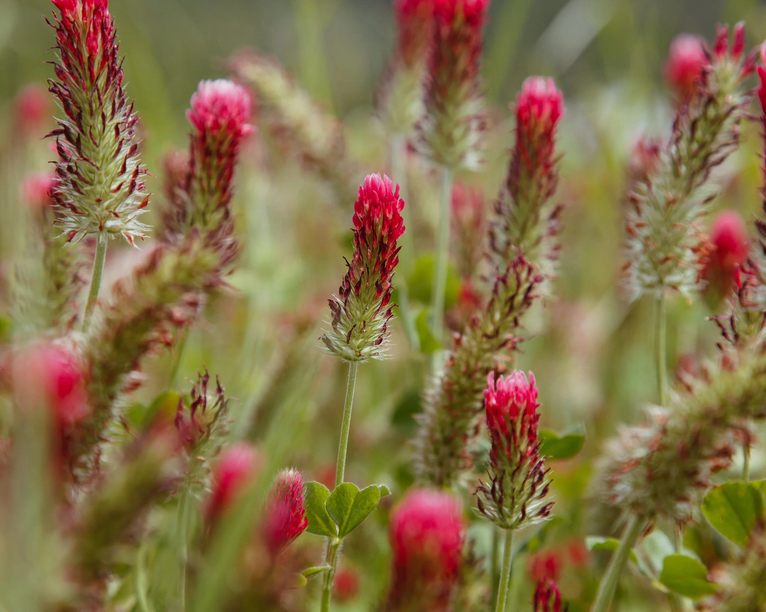 sweet tennessee — emily blincoe