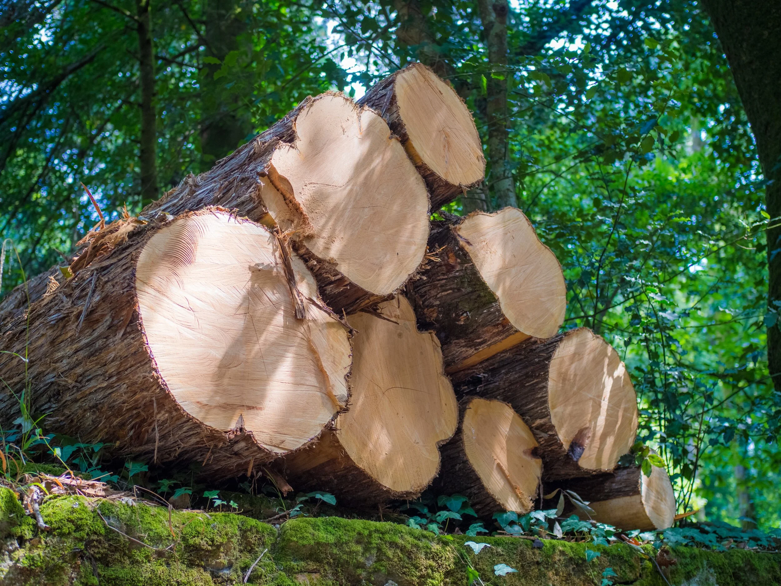 The Tree to Timber Process — Hinson