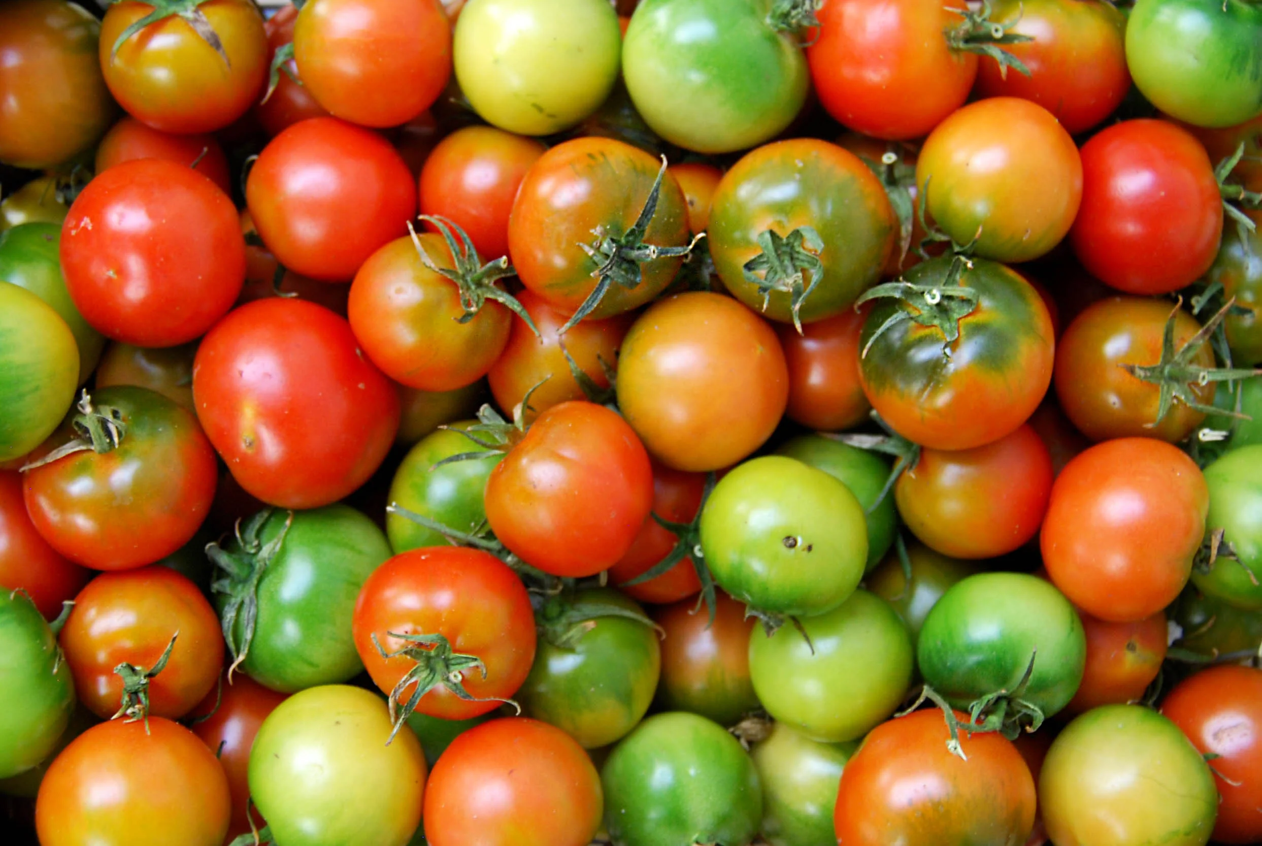 Produce Seasonal Highlight: Tomatoes — LA FROMAGERIE