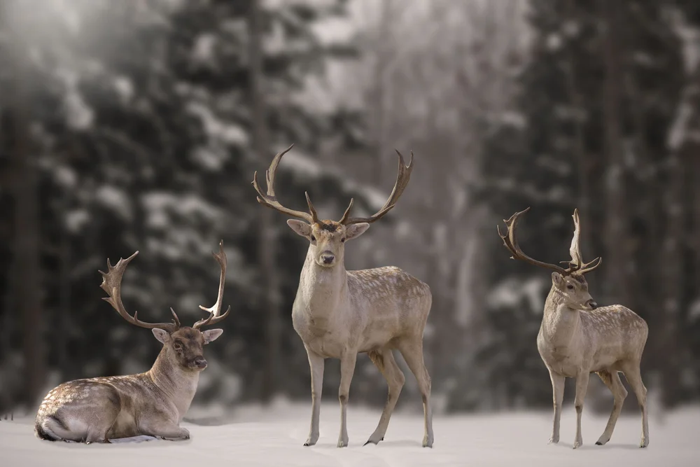 Christmas Deer Png