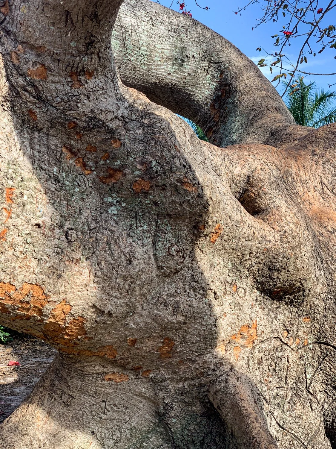 LINDSEY GLOVERPhotoblog · Love of Trees