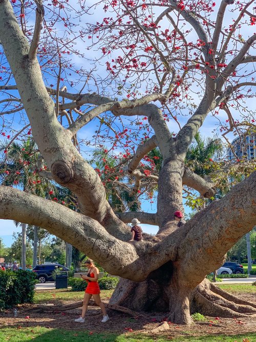 LINDSEY GLOVERPhotoblog · Love of Trees