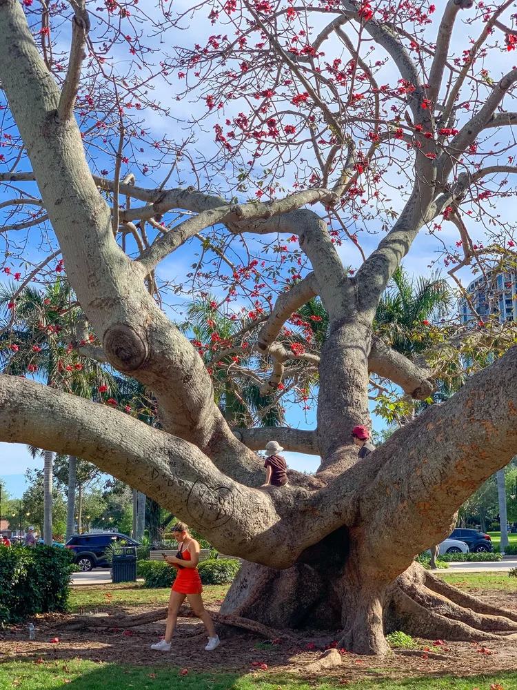 LINDSEY GLOVERPhotoblog · Love of Trees