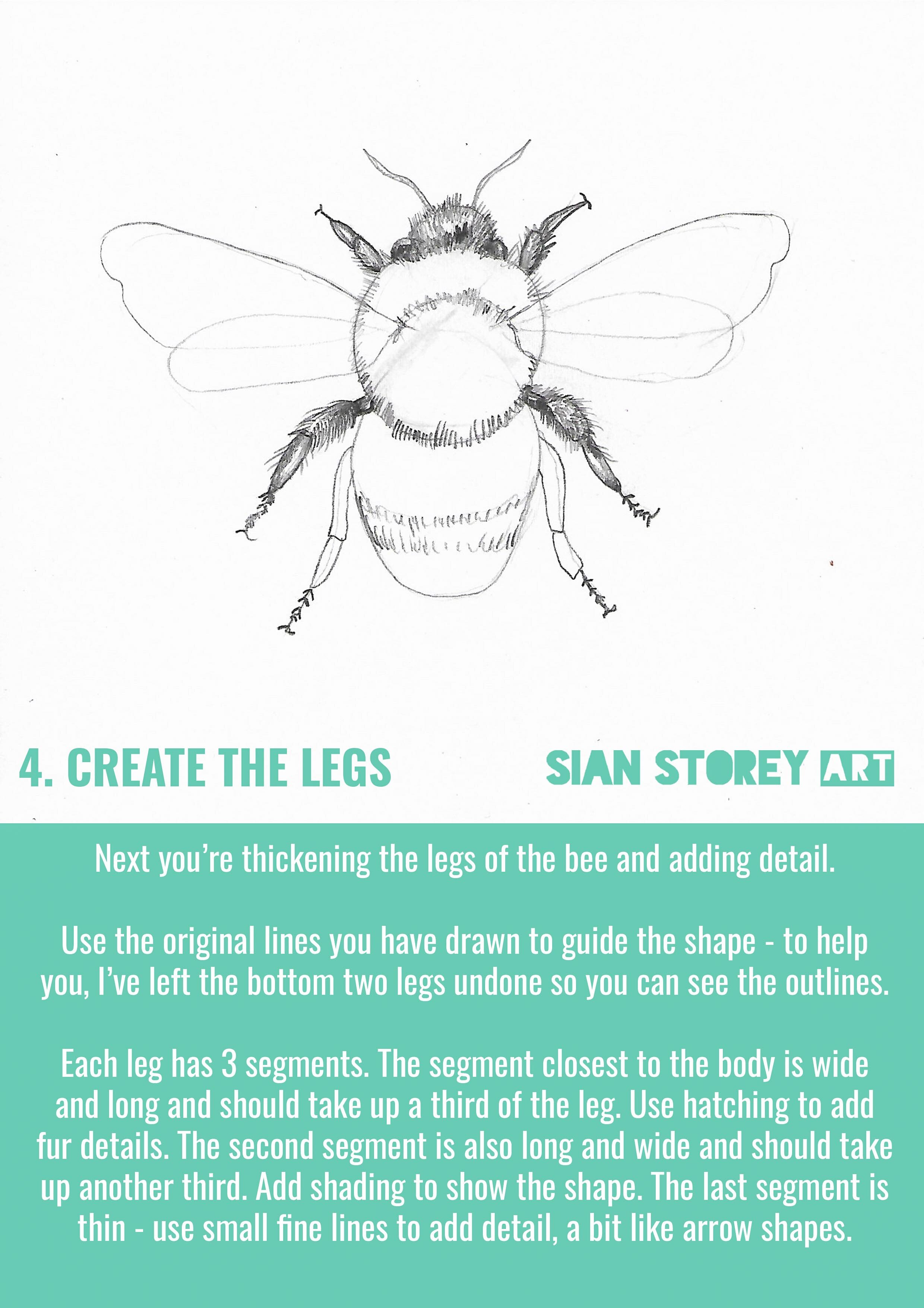 Bee Scientific Drawing