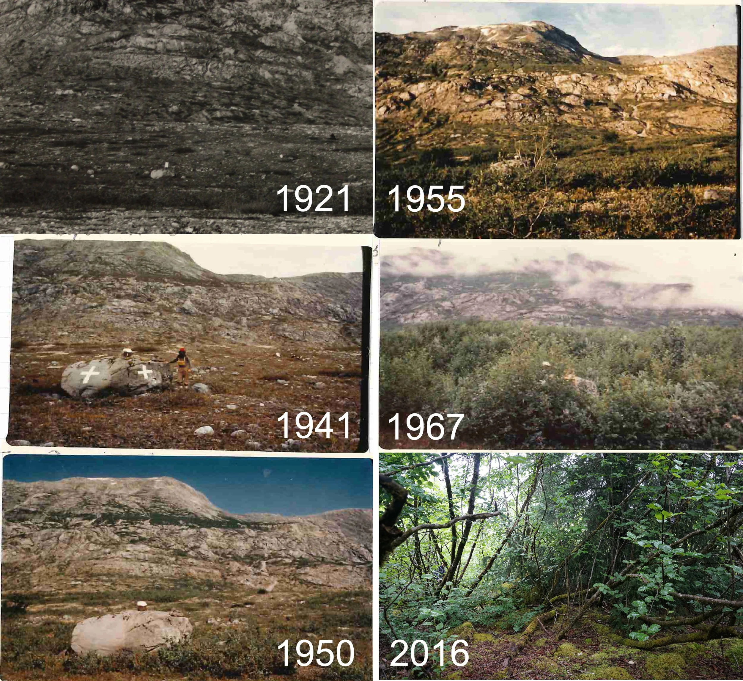 Glacier Bay — Brian Buma: Conservation Science and Exploration