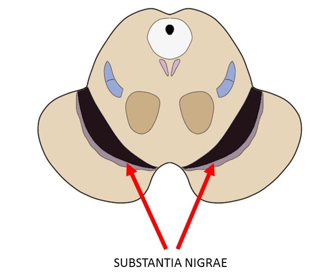 Know Your Brain: Substantia Nigra — Neuroscientifically Challenged