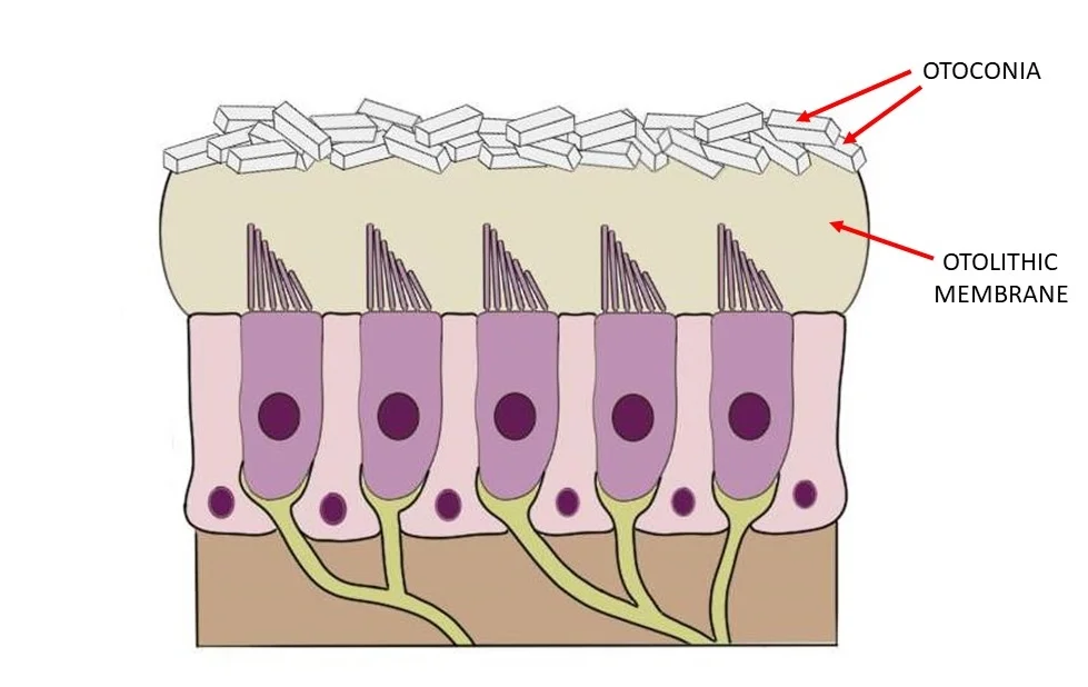 Otoconia - definition — Neuroscientifically Challenged Otoconia - definition — Neuroscientifically Challenged