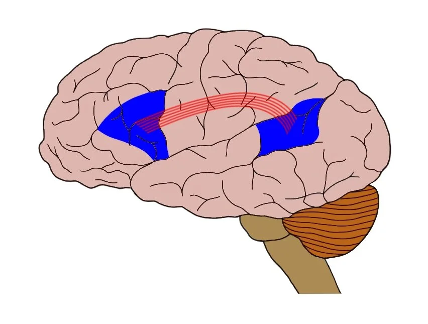 Arcuate fasciculus - definition — Neuroscientifically Challenged