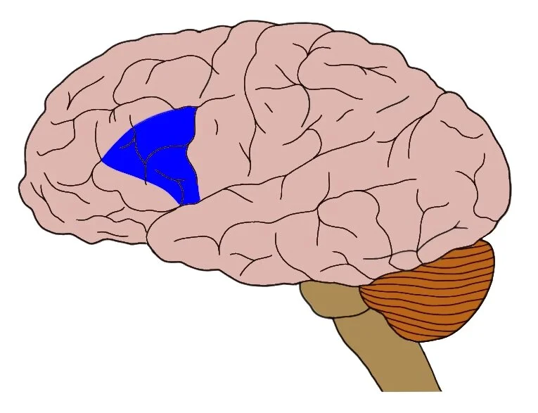 Know Your Brain Aphasia Neuroscientifically Challenged Know Your Brain Aphasia Neuroscientifically Challenged