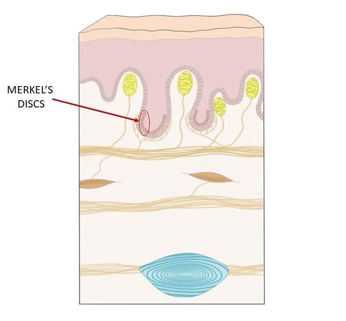 Merkel's discs - definition — Neuroscientifically Challenged