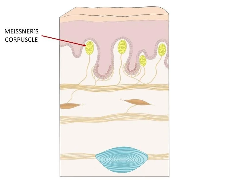 Meissner's corpuscles - definition — Neuroscientifically Challenged