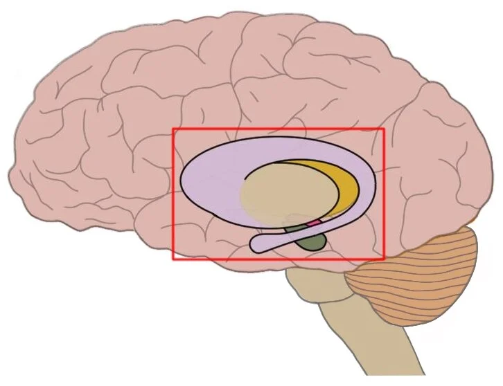 Ventral striatum - definition — Neuroscientifically Challenged