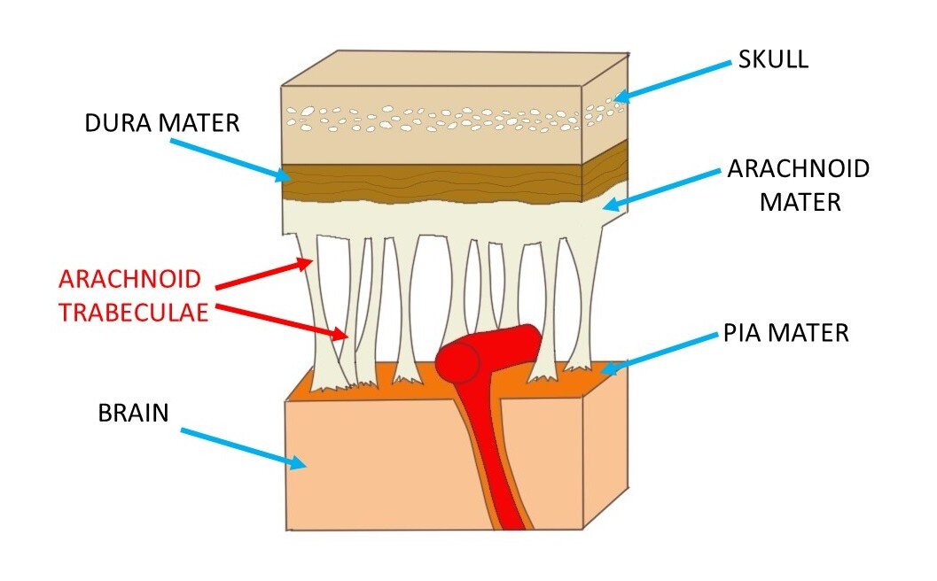 Arachnoid trabeculae - definition — Neuroscientifically Challenged