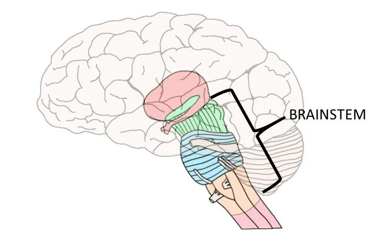 Brainstem - definition — Neuroscientifically Challenged