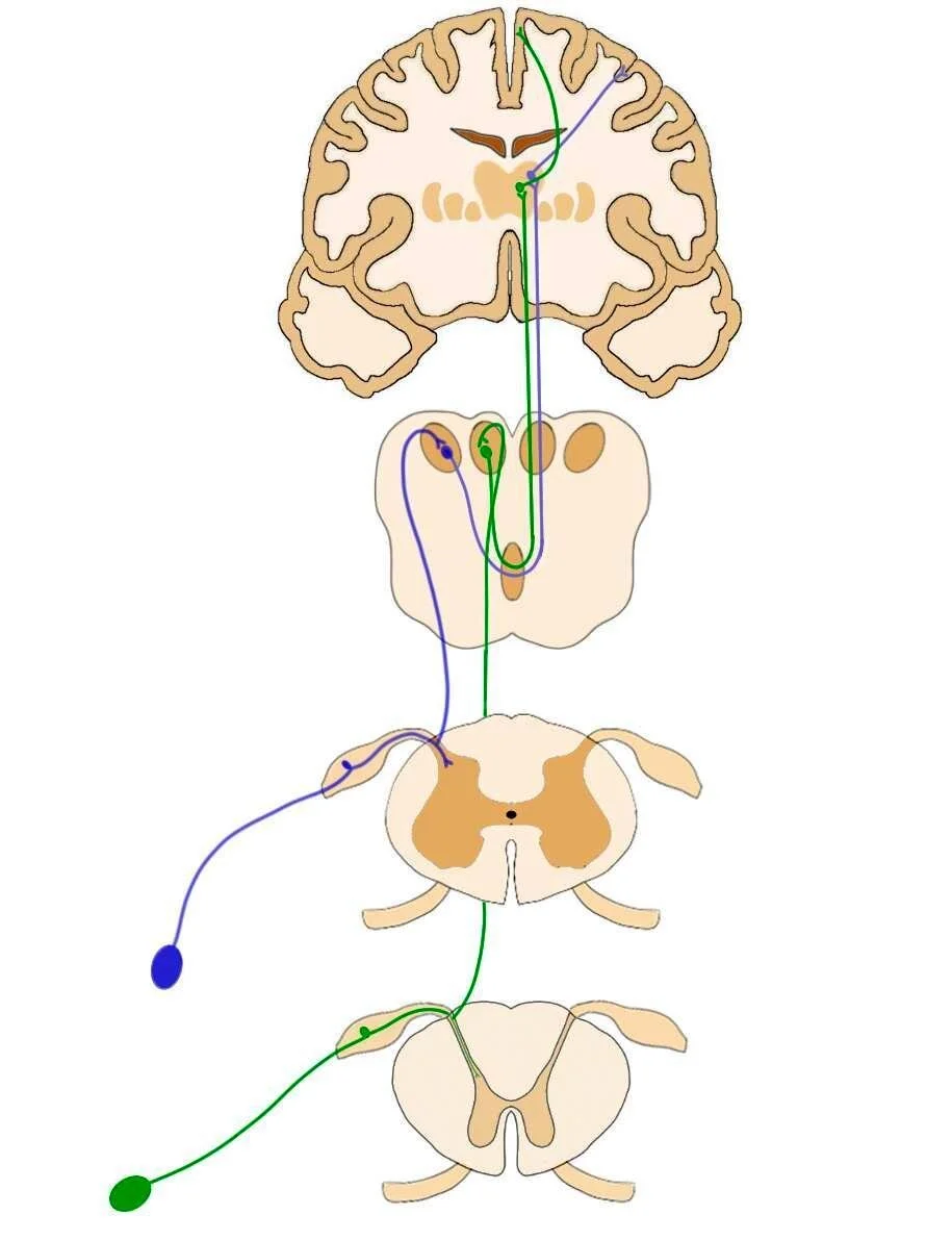 Dorsal columns-medial lemniscus - definition — Neuroscientifically ...