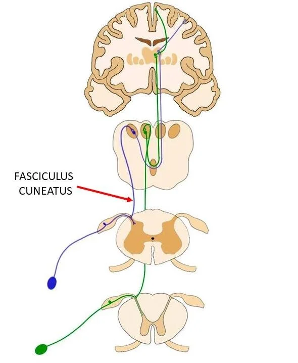 Fasciculus cuneatus - definition — Neuroscientifically Challenged