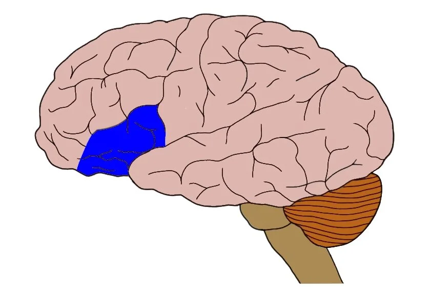 Inferior frontal gyrus - definition — Neuroscientifically Challenged