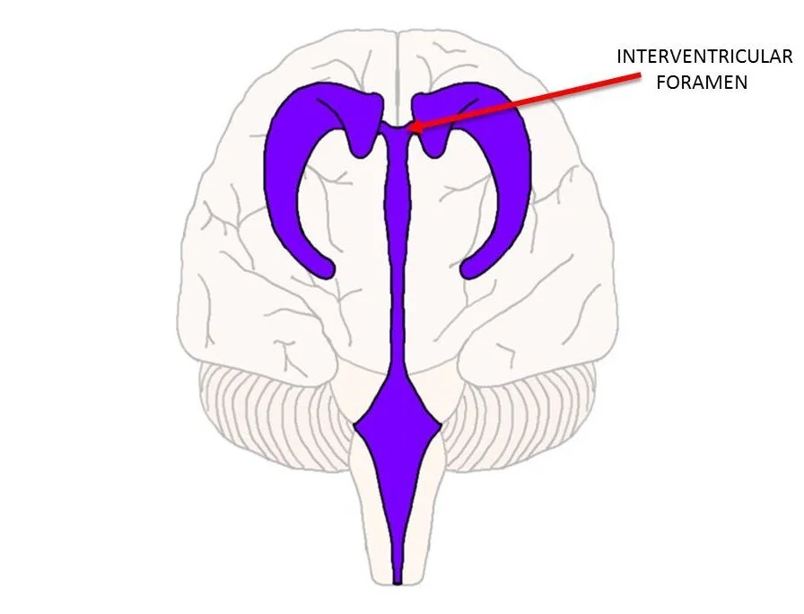Interventricular foramen - definition — Neuroscientifically Challenged