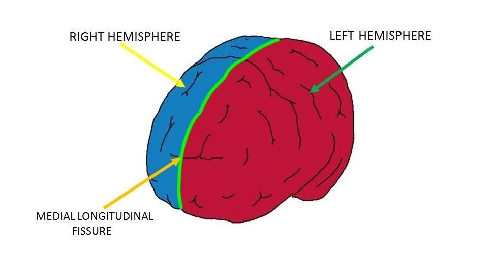 Medial longitudinal fissure - definition — Neuroscientifically Challenged