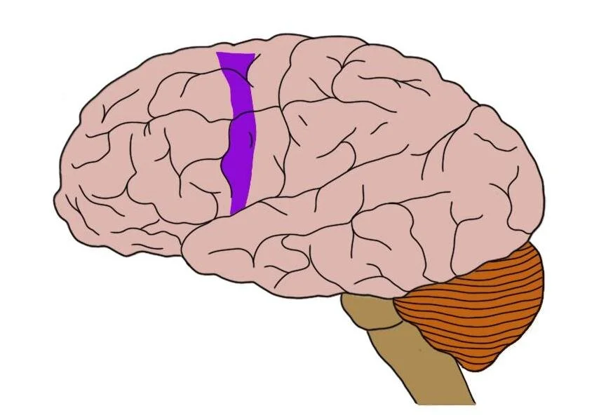 Premotor cortex - definition — Neuroscientifically Challenged