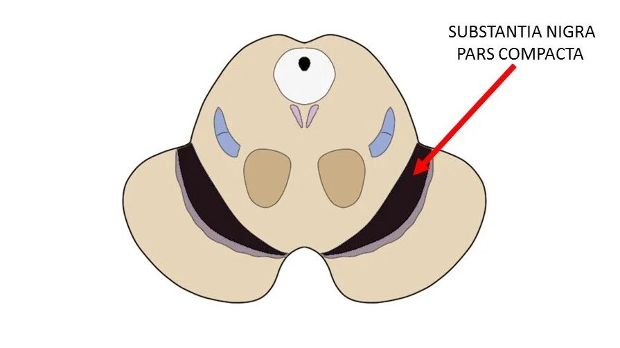Substantia nigra pars compacta - definition — Neuroscientifically ...