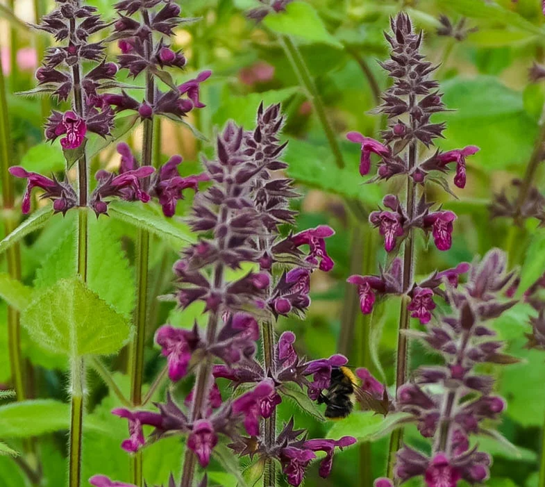 Plants for bees: stachys family — rosybee - plants for bees