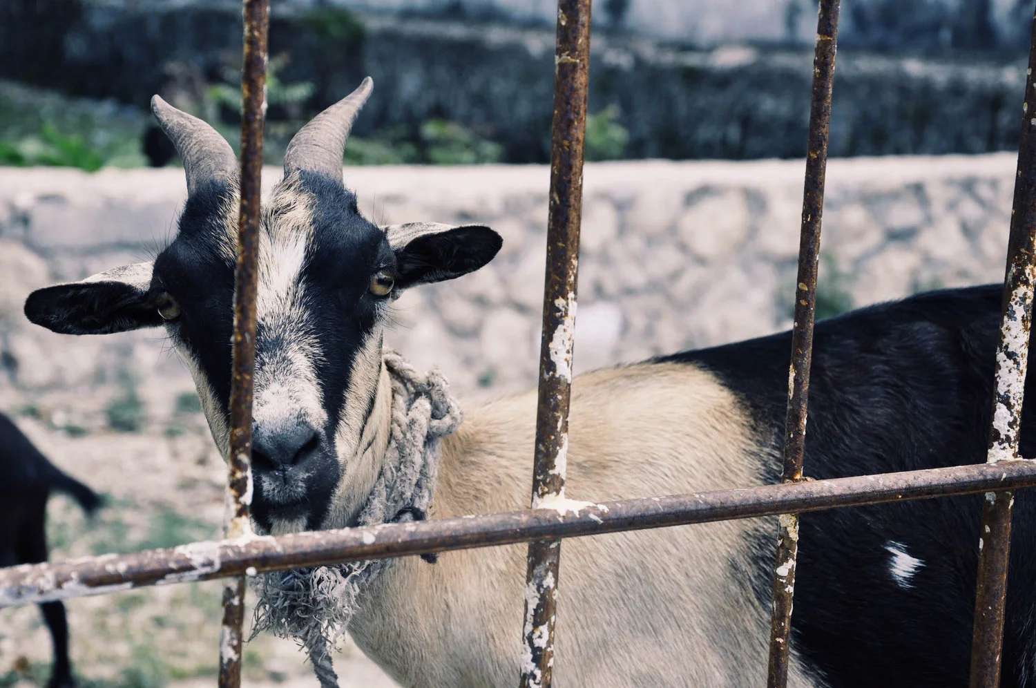 HAITI BY VANESSA RIGAUD — Spirited Pursuit