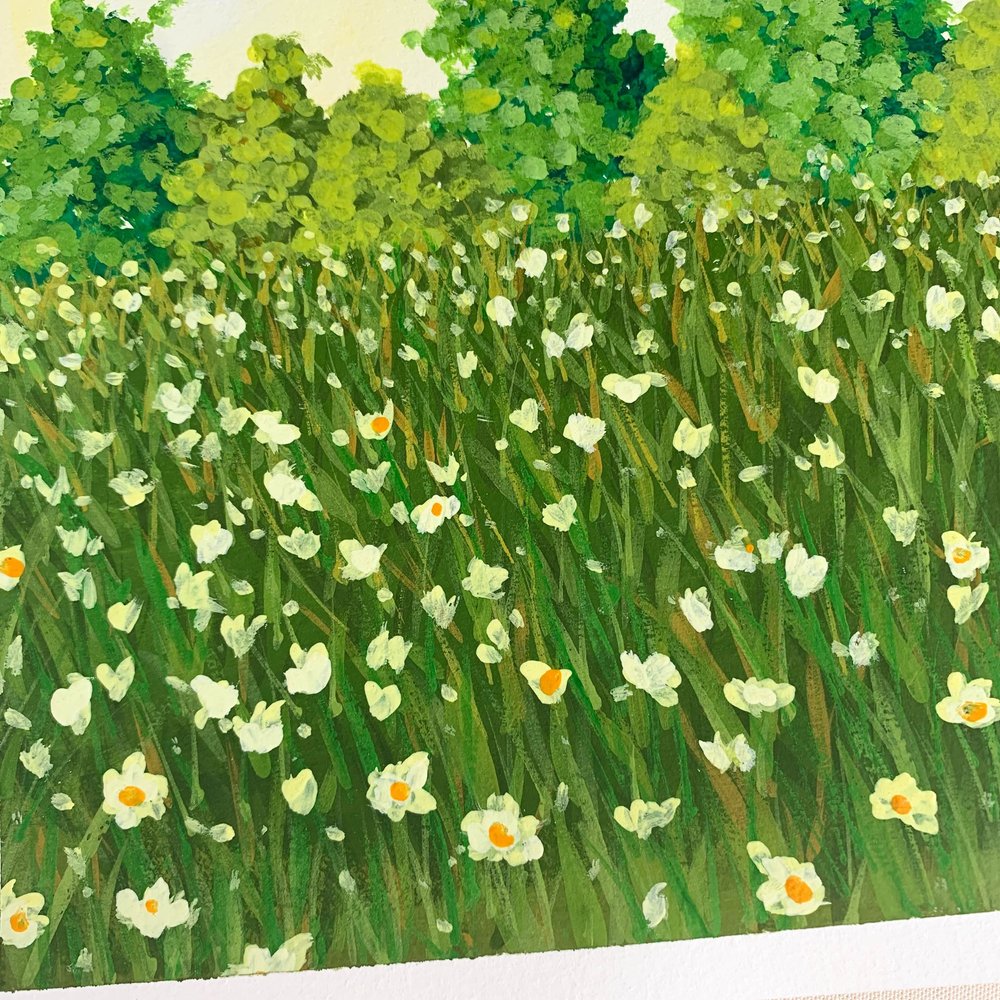 Field Of Daffodils Drawing