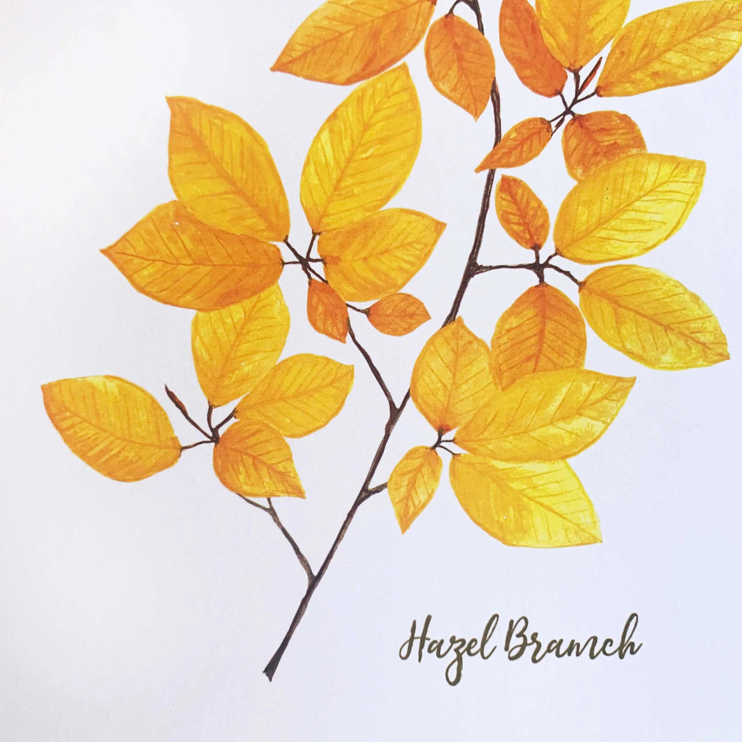 Willow Glen | Fine Eco-Friendly Stationery & Watercolors