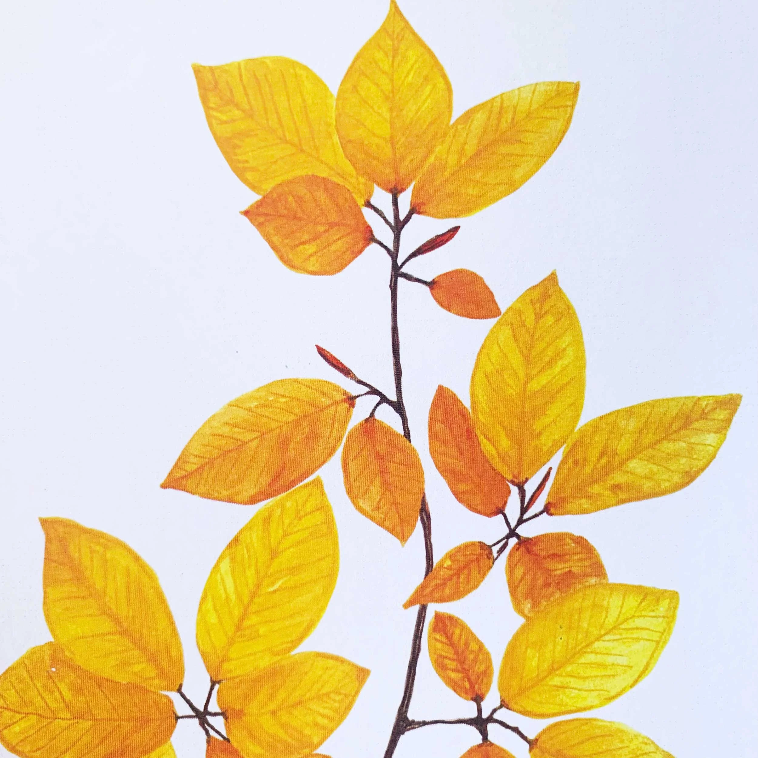 Willow Glen | Fine Eco-Friendly Stationery & Watercolors