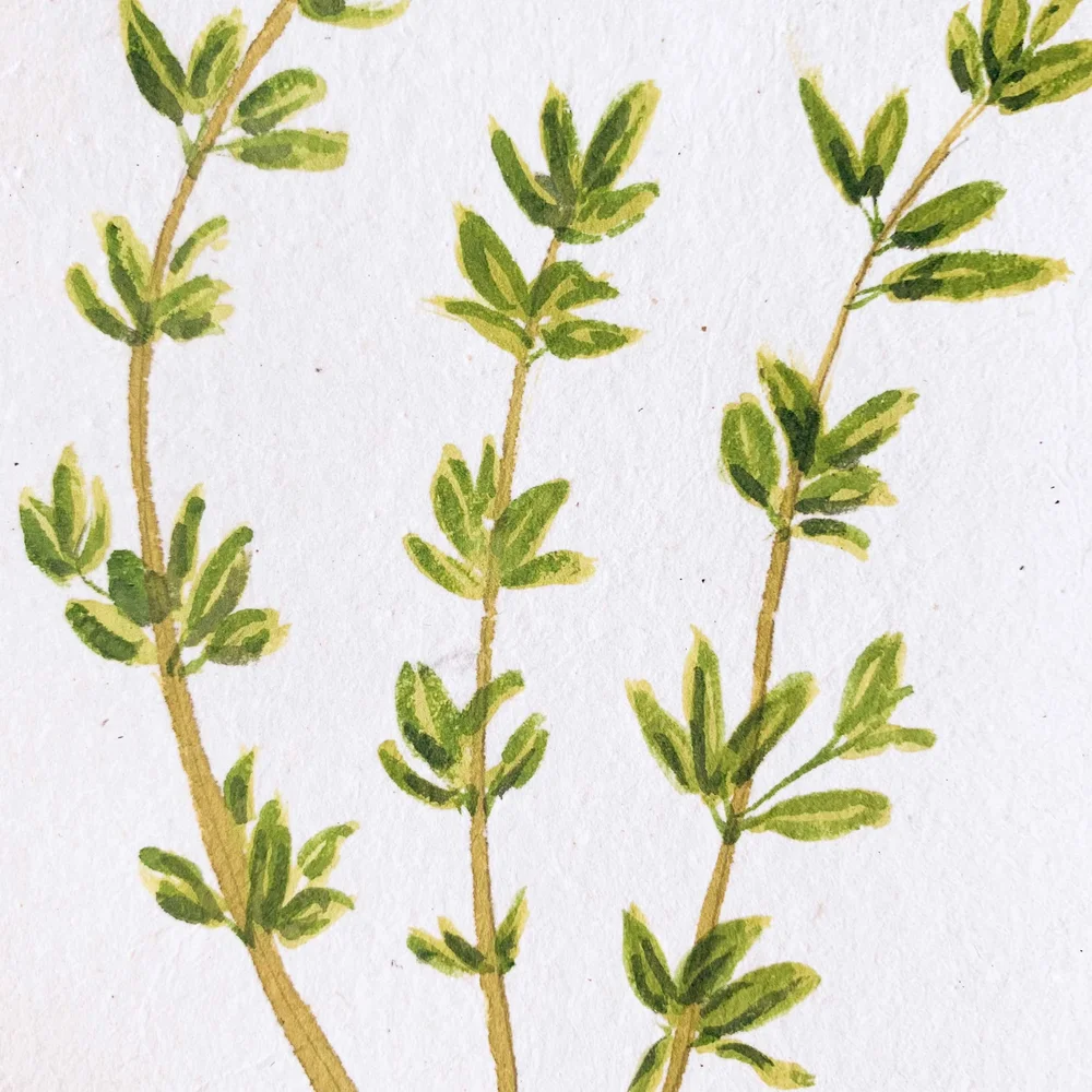Thyme Botanical Drawing