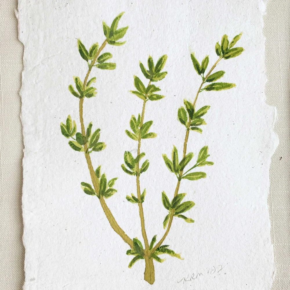 Thyme Botanical Drawing