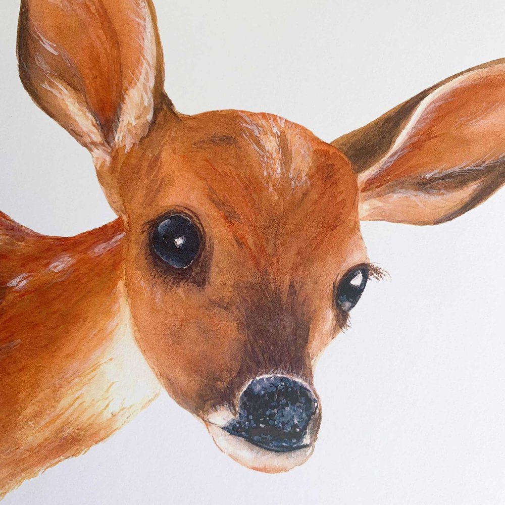 Baby Deer Drawings