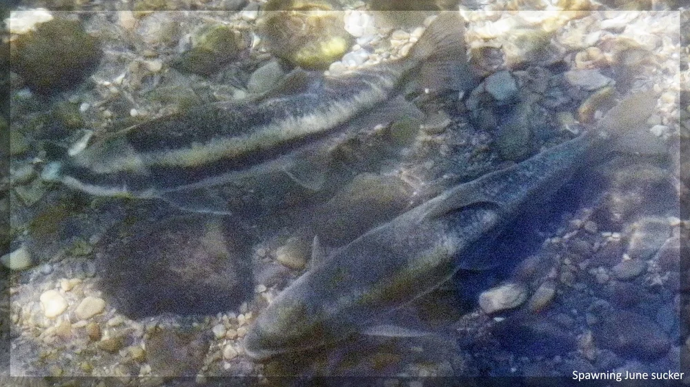 Provo River Delta Restoration Project