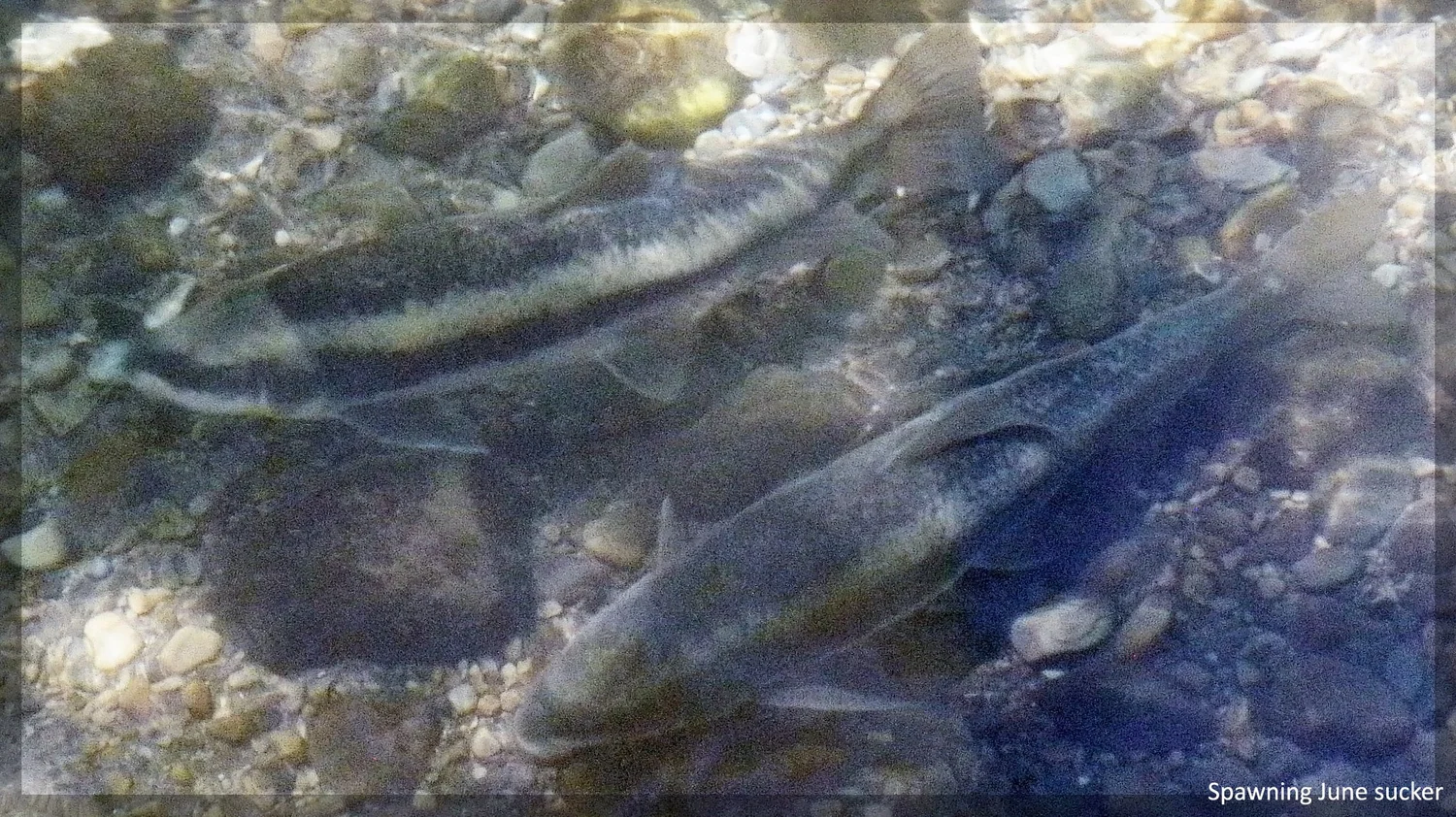 Provo River Delta Restoration Project