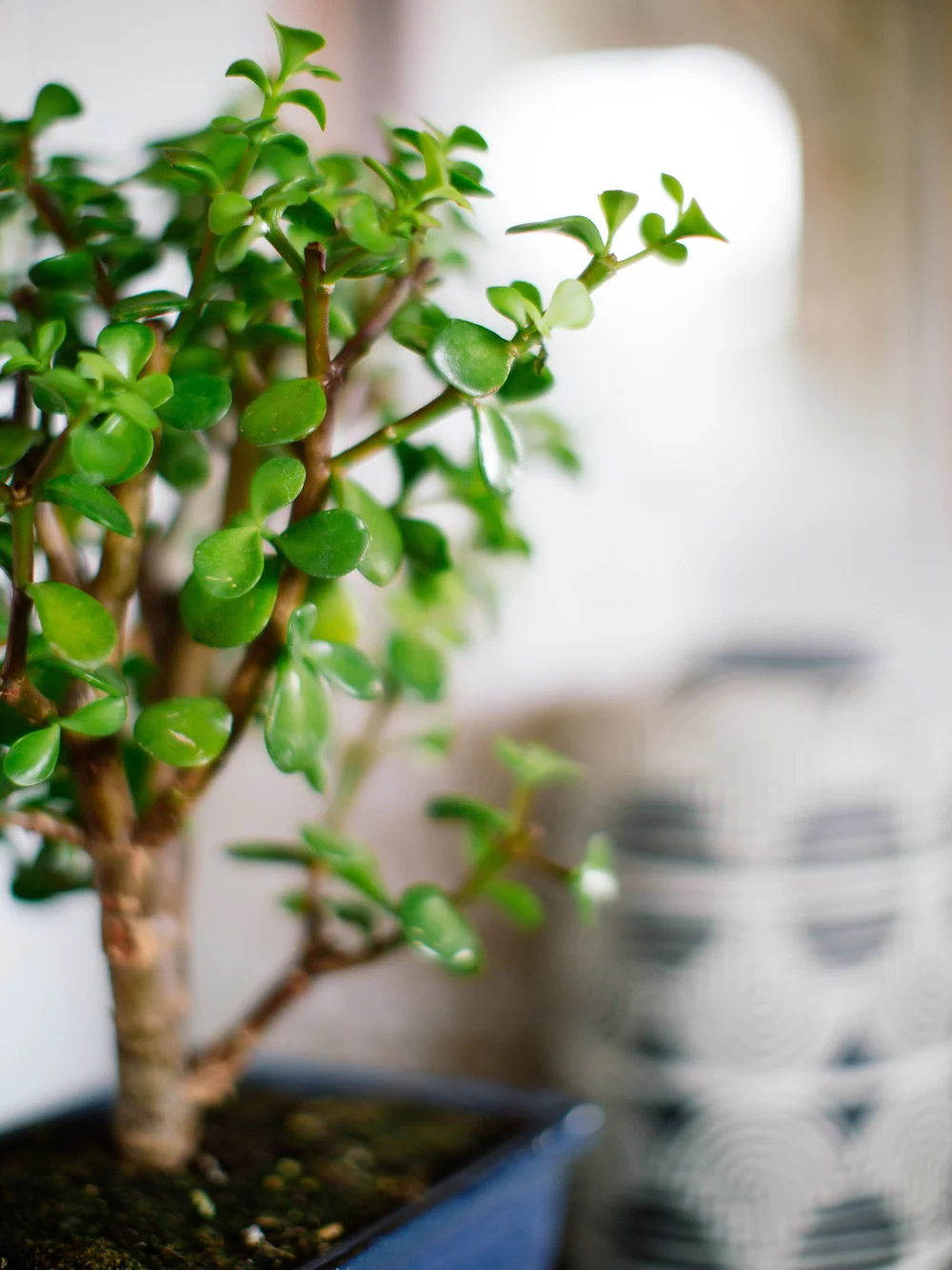 Styling with Plants from 1-800-Flowers — OLD BRAND NEW