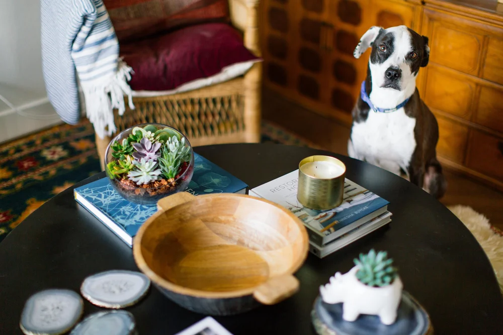 Styling with Plants from 1-800-Flowers — OLD BRAND NEW