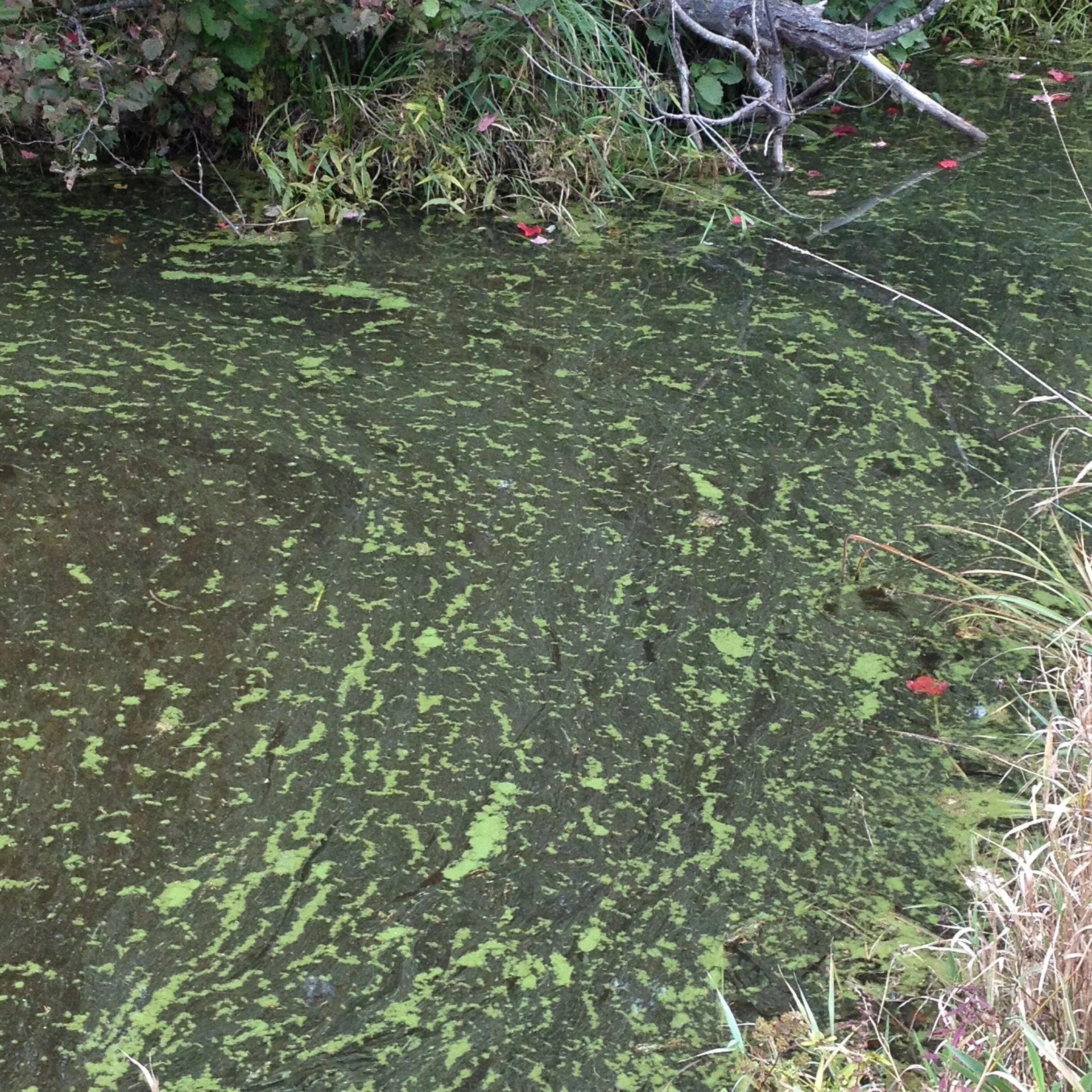 Cyanobacteria — ACAP Saint John