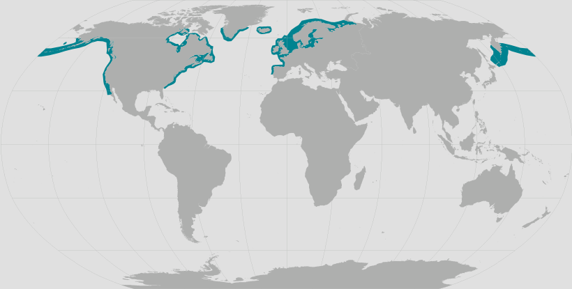 Harbour Seals — ACAP Saint John