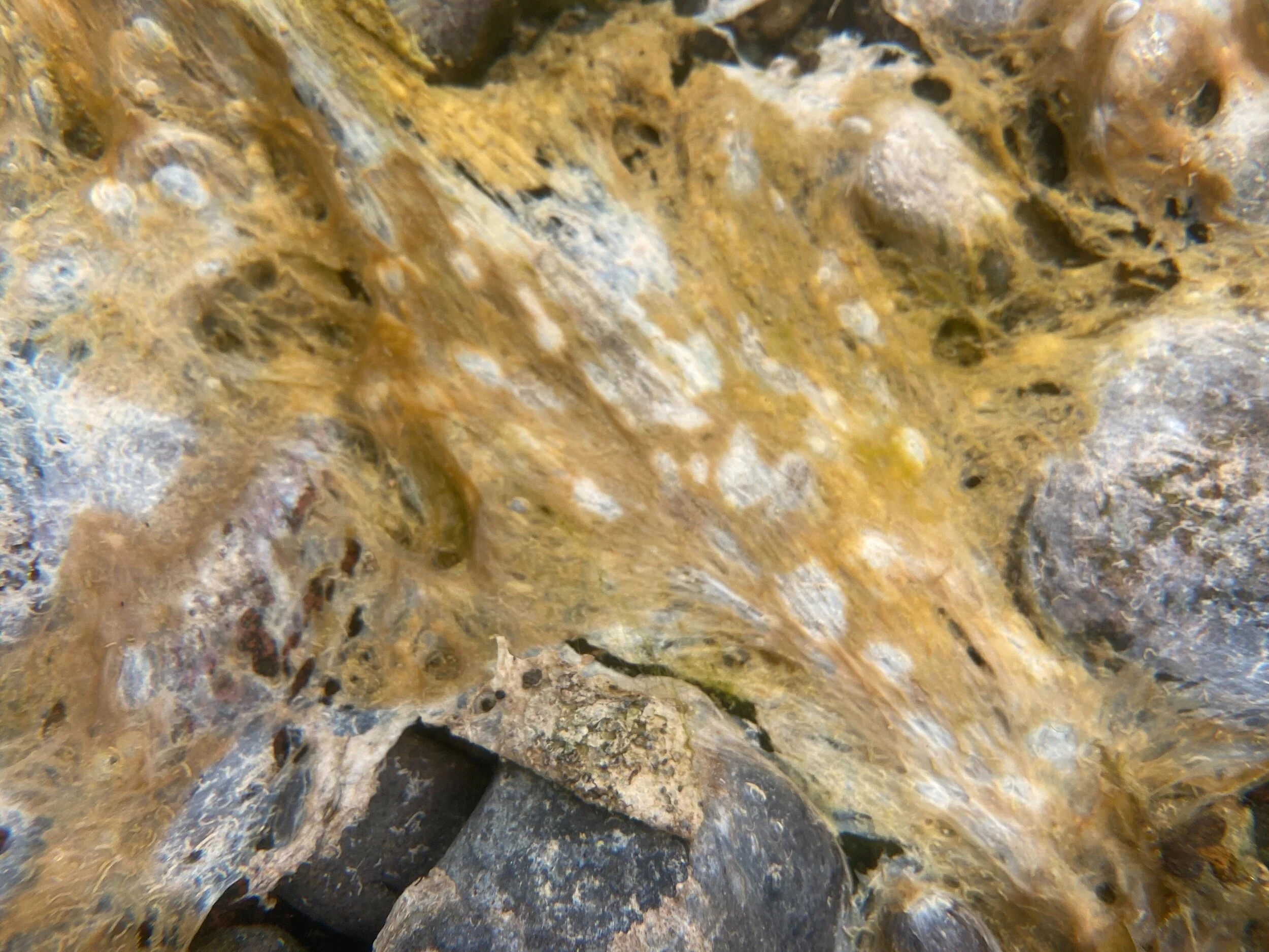 Cyanobacteria — ACAP Saint John