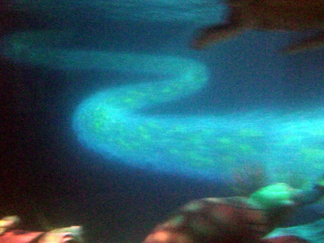 East Australian Current