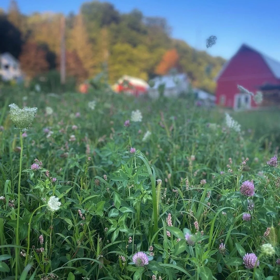 Red Clover Ranch