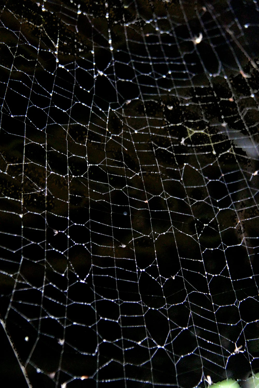 Patterns in nature — For the Love of Wonder