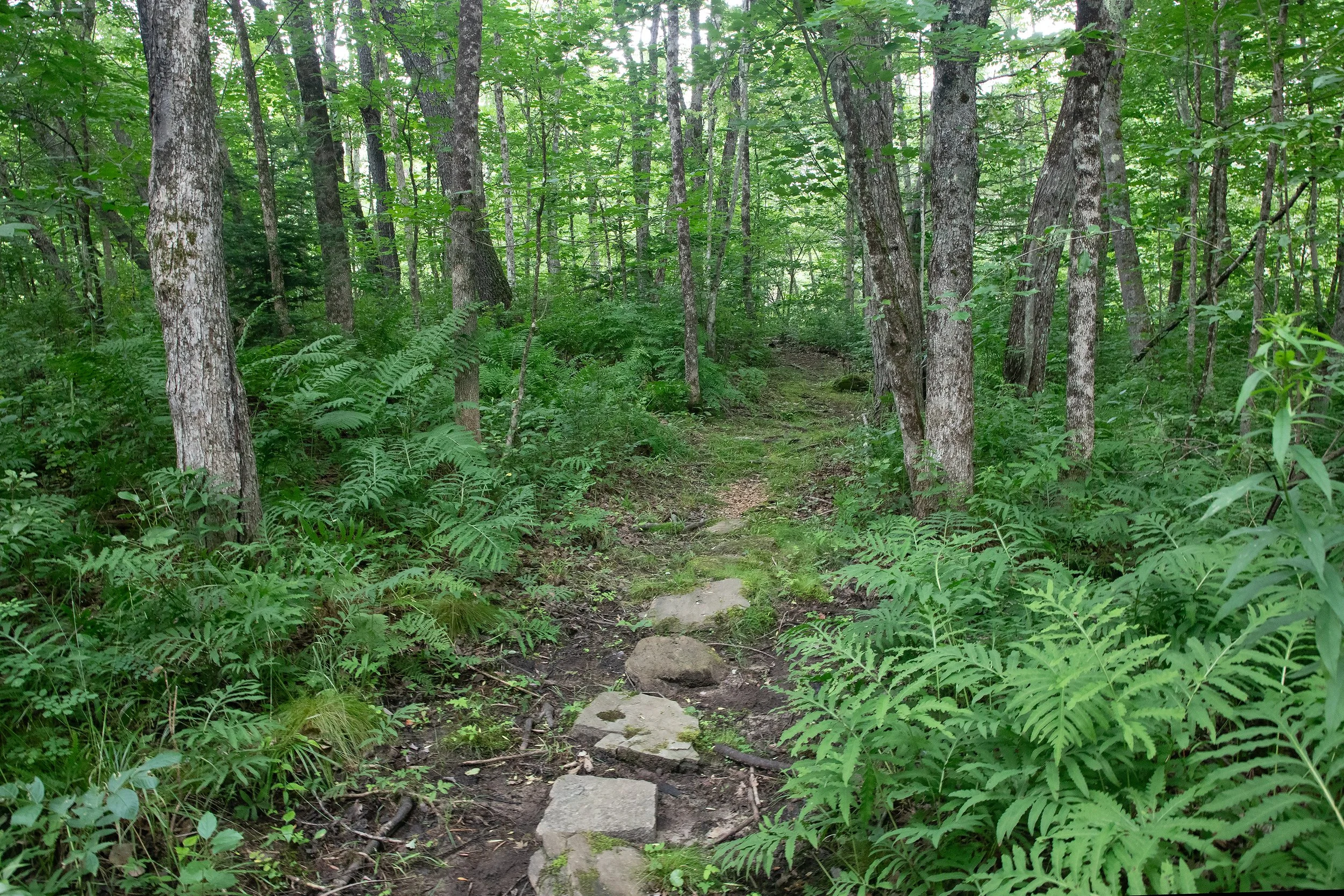 Jimmy Stream Conservation Area — Kennebec Land Trust