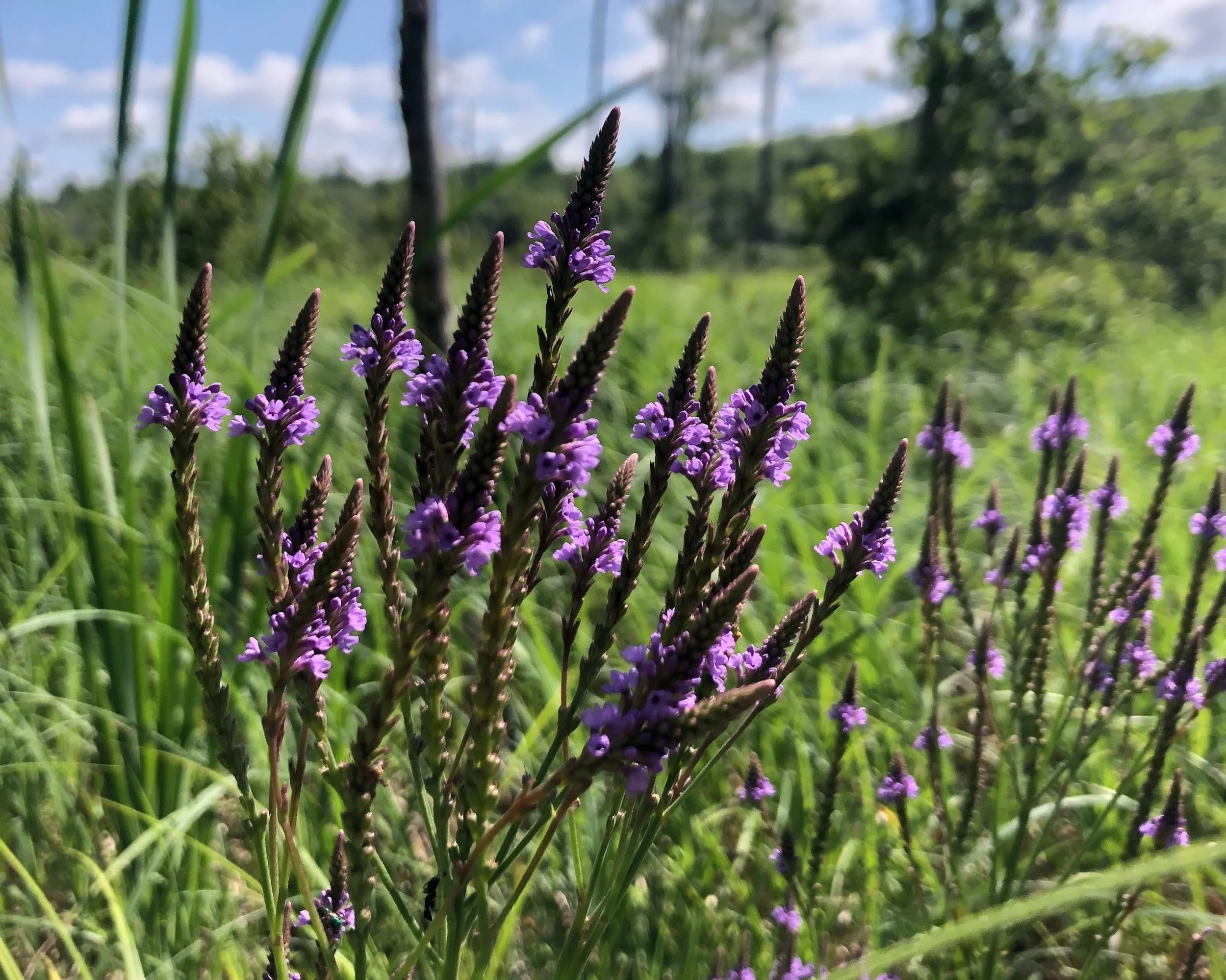 Kennebec Land Trust