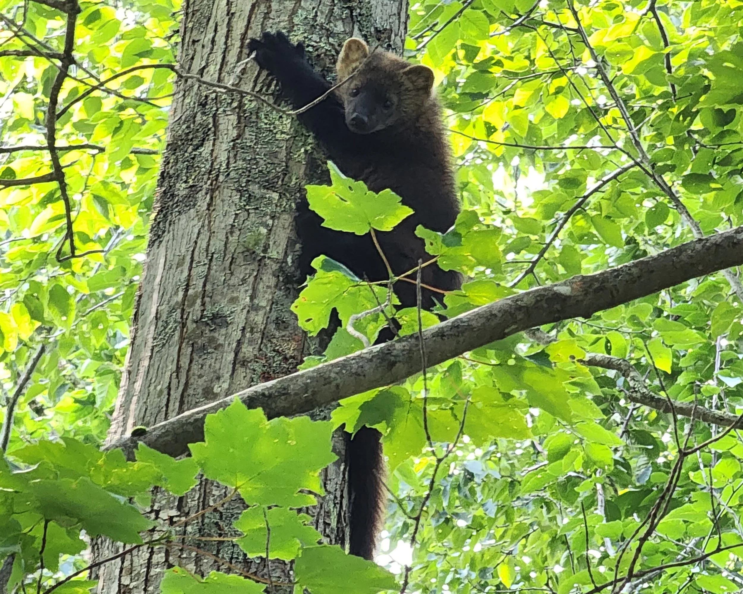 Monmouth land to be protected from development — Kennebec Land Trust