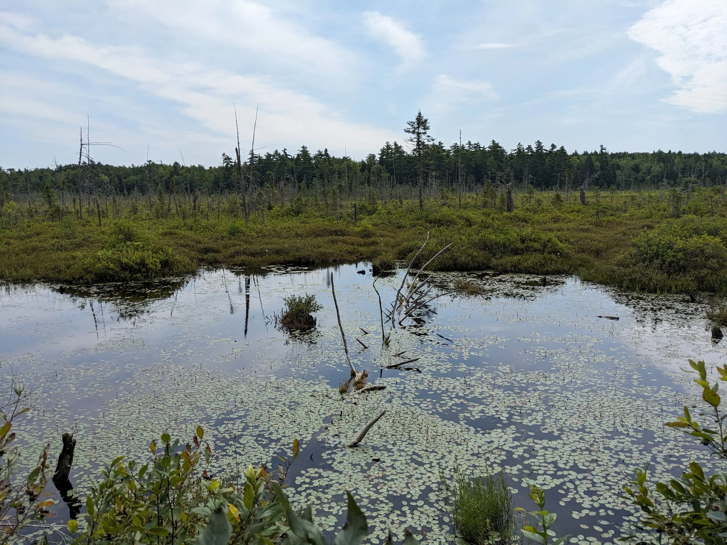 Wagner Woods Conservation Area — Kennebec Land Trust