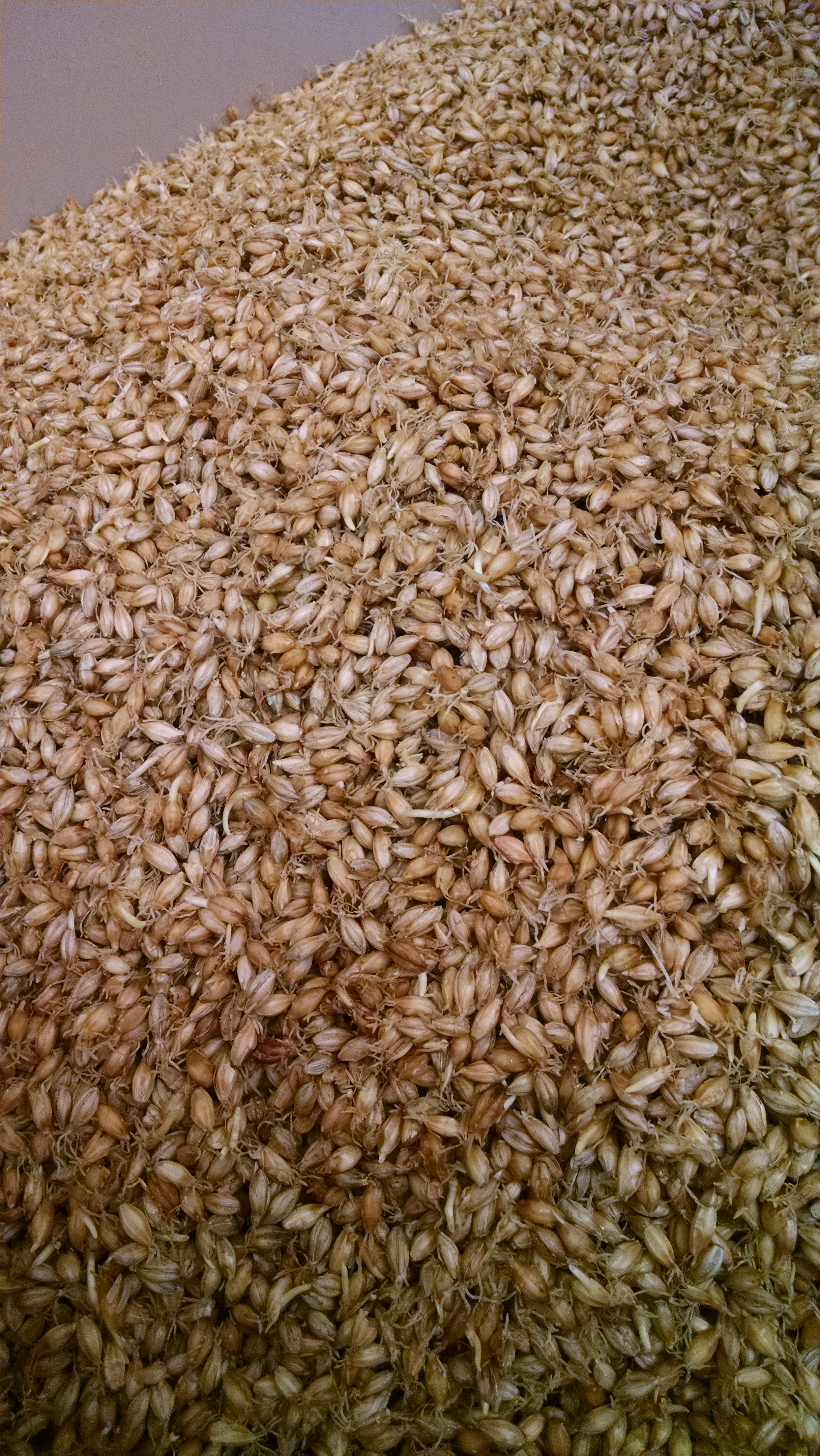 Local Beer...needs local Malt! — LINC Foods