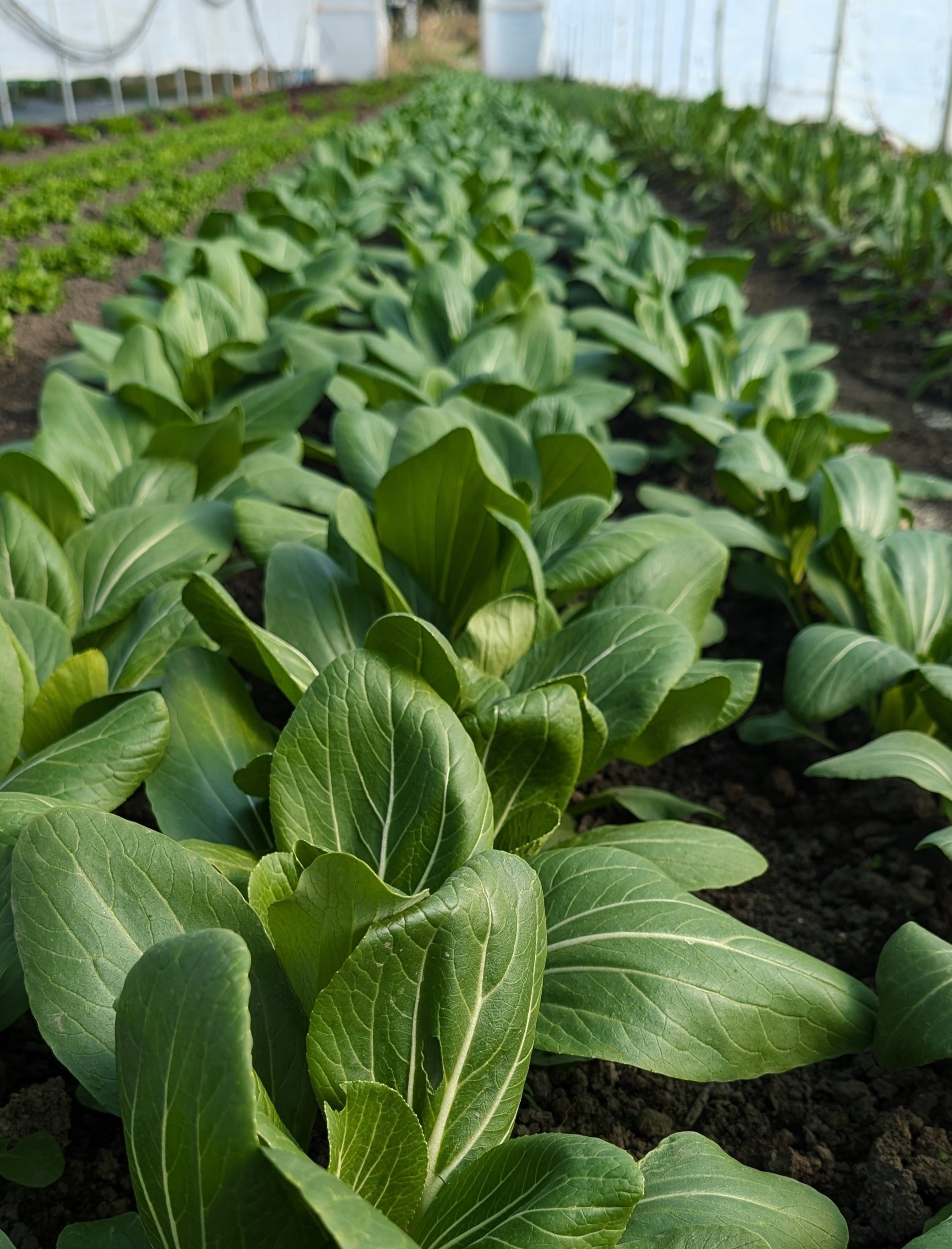 Wholesale — LINC Foods