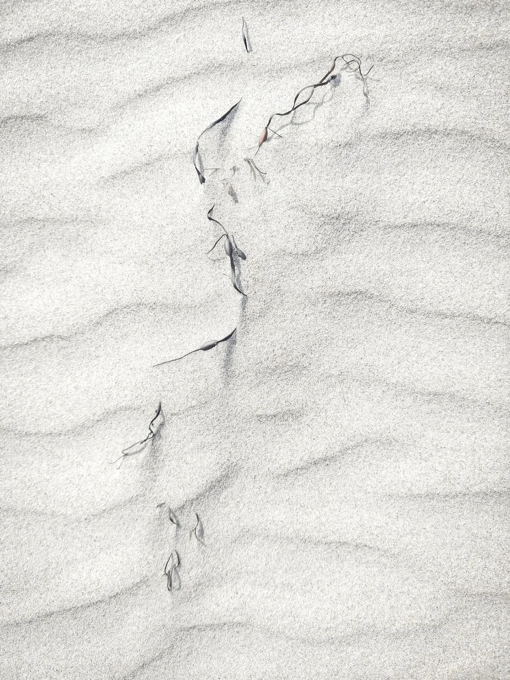 Sandy Point Portfolio — C. Max Schenk